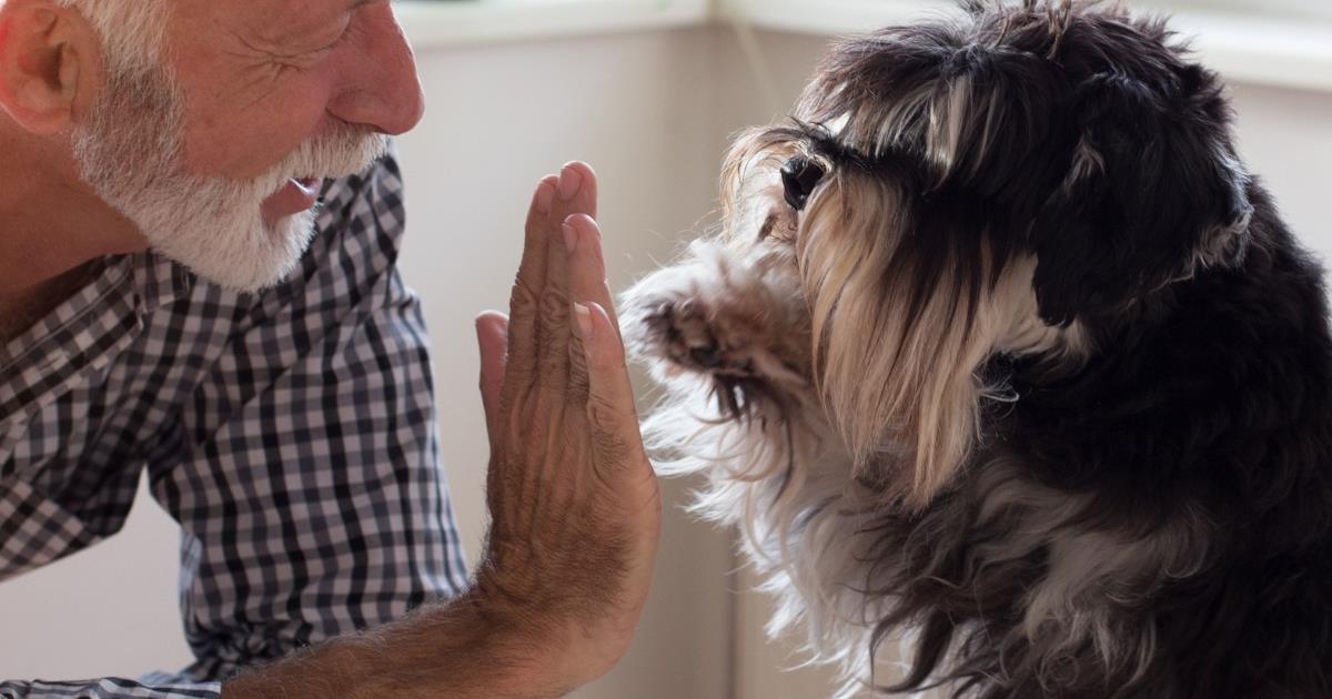 Strategies for Professional Caregivers Handling Pets - Home Instead of ...